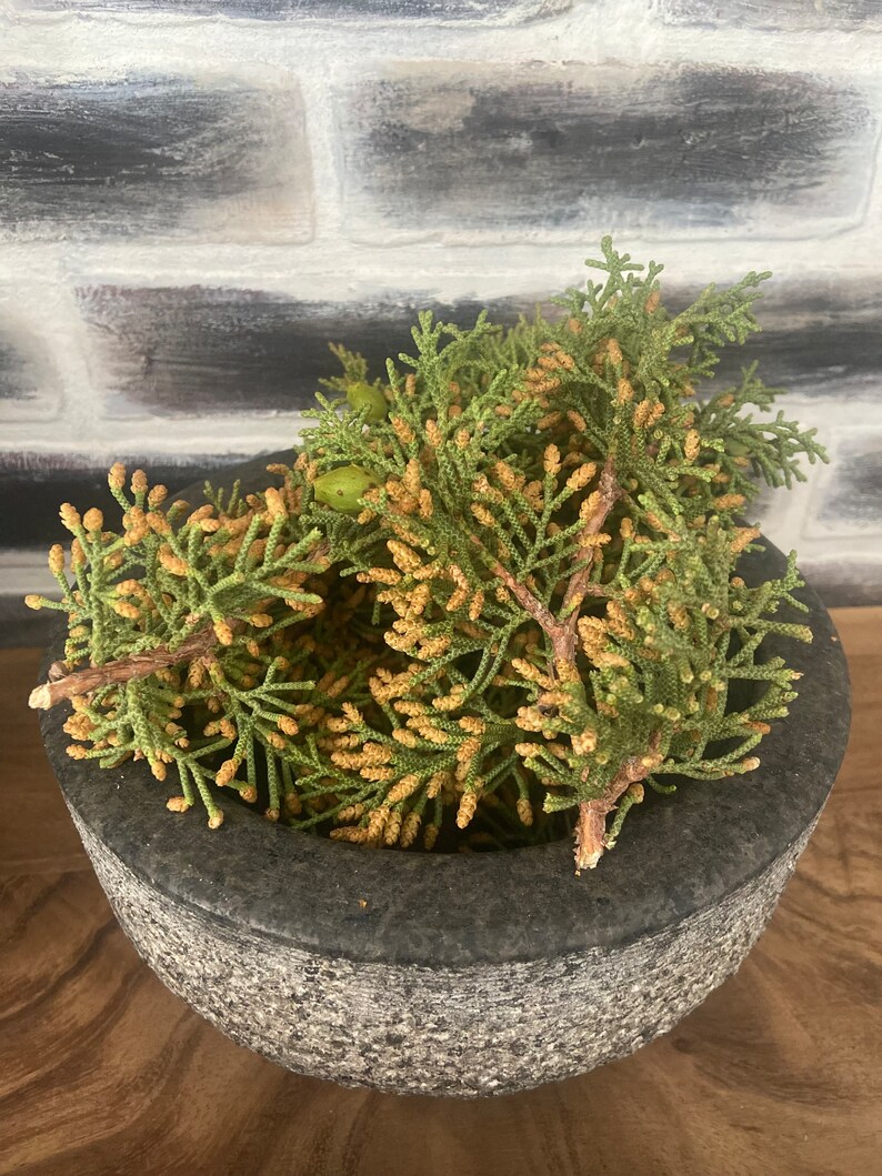 Fresh Cut California Juniper Stems – 1 Lb Wild Foraged Mojave Desert ...