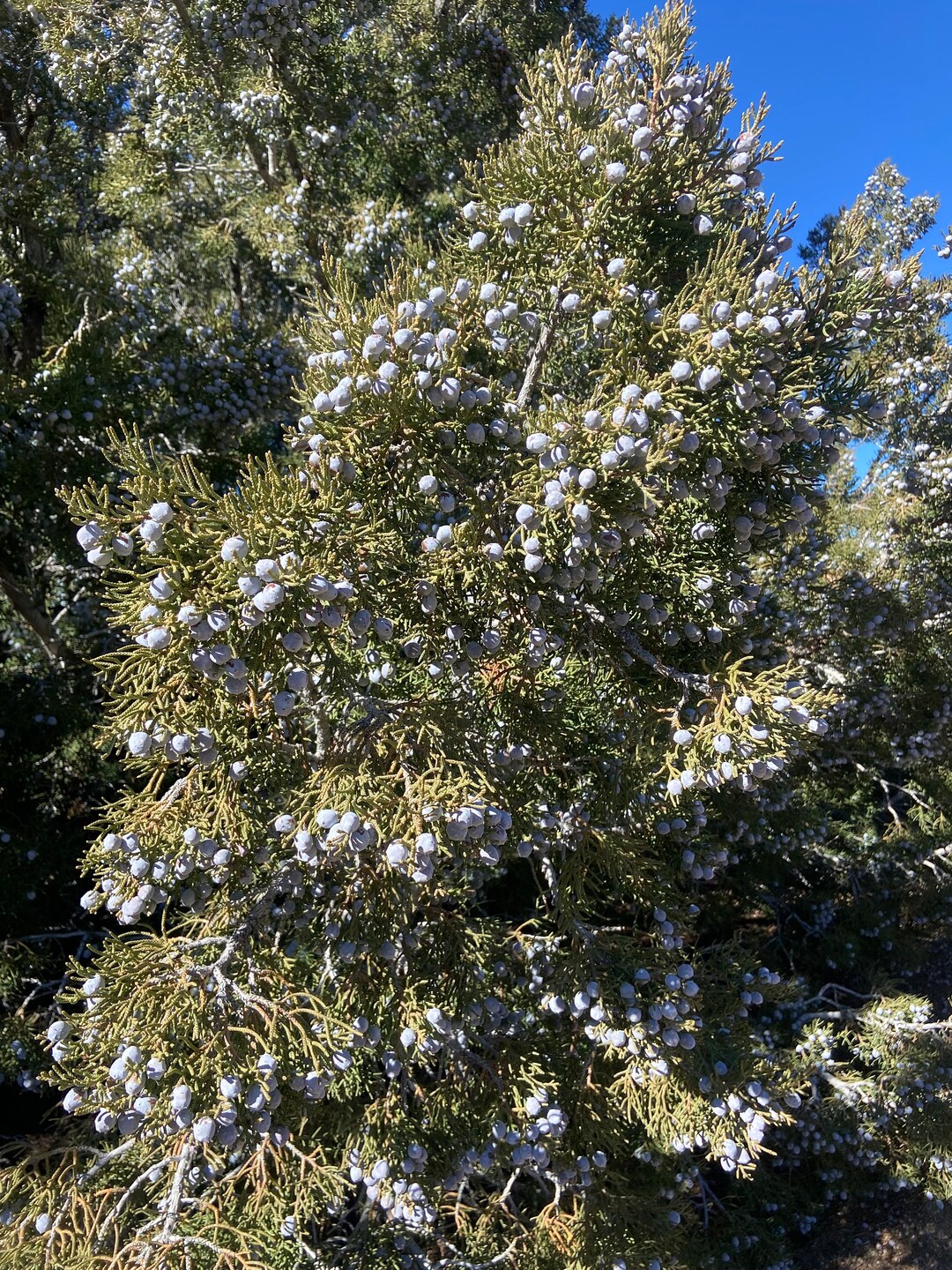 5 Lbs. California Juniper Stems juniperus Californica 50-60 Stems Wild ...