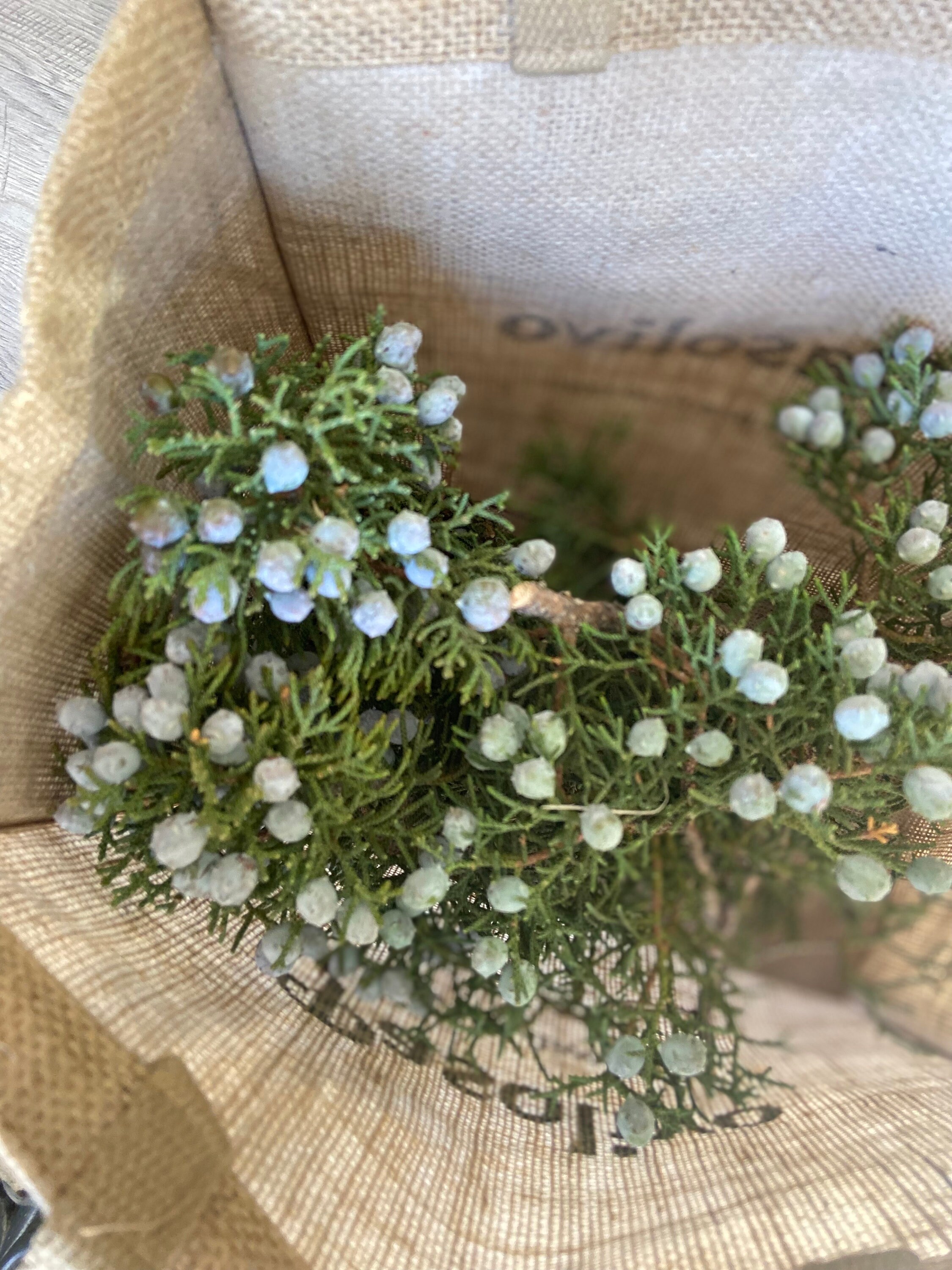 California Juniper Bundle juniperus Californica 4-6 Stems 6oz Wild ...