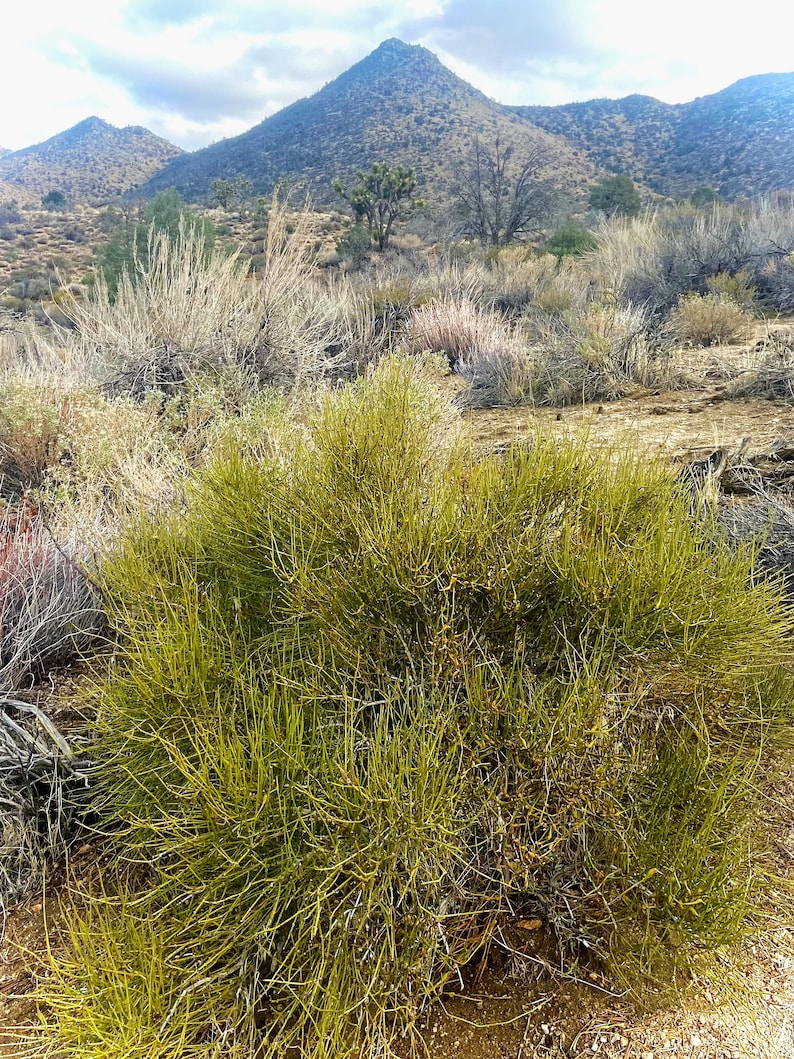 1 Lb. Mormon Tea ephedra Wild Foraged in the Mojave Desert Mountains ...