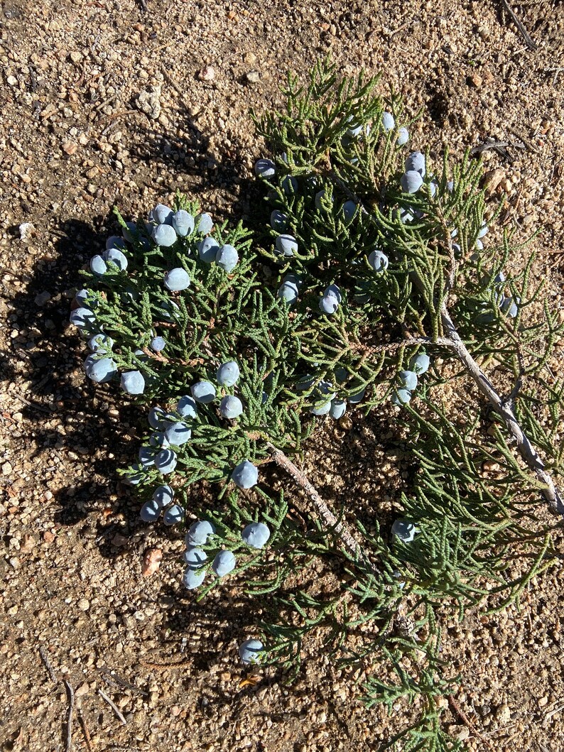 5 Lbs. California Juniper Stems juniperus Californica Wild Foraged in ...