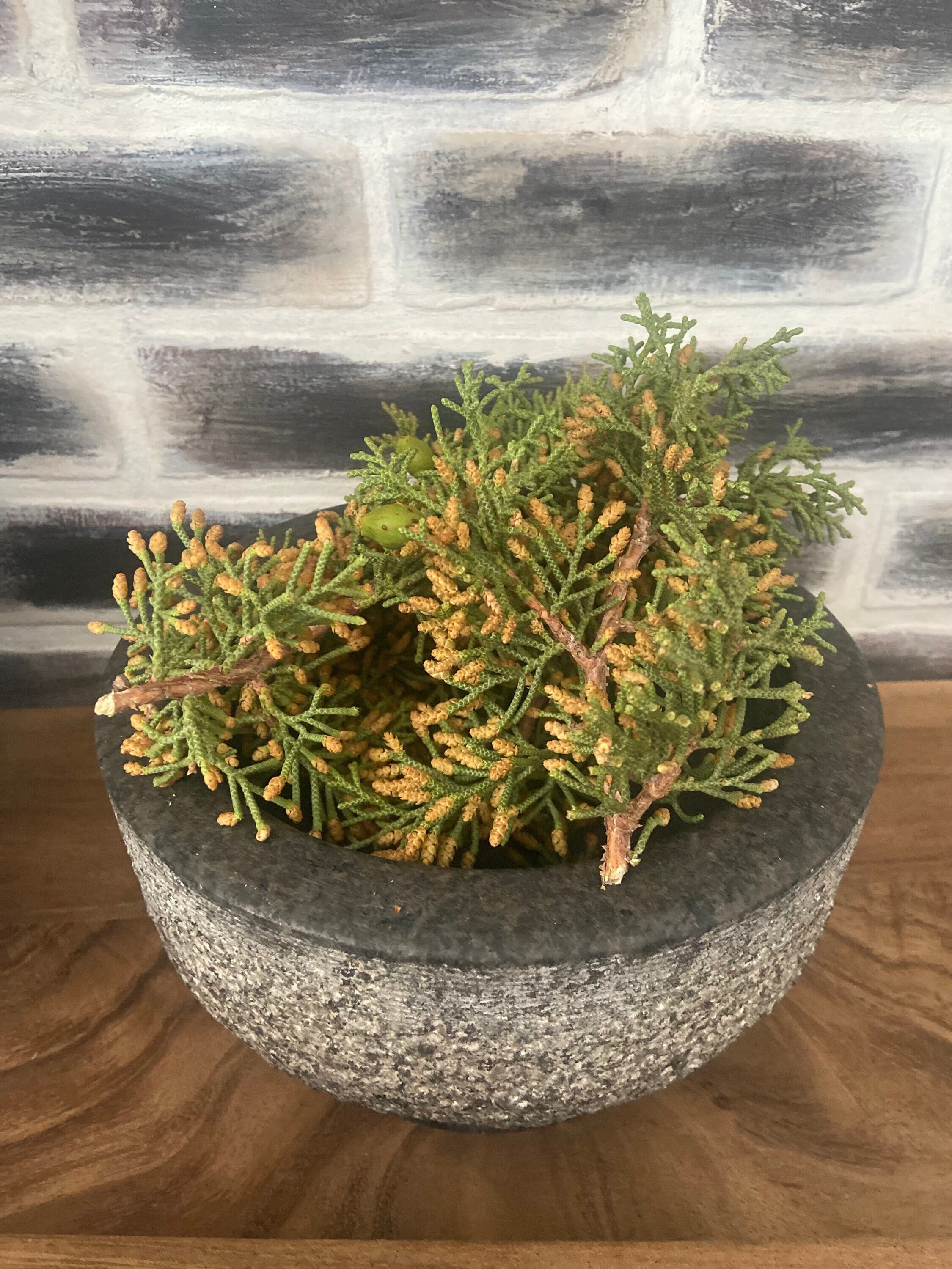 California Juniper Bundle juniperus Californica 4-6 Stems 6oz Wild ...