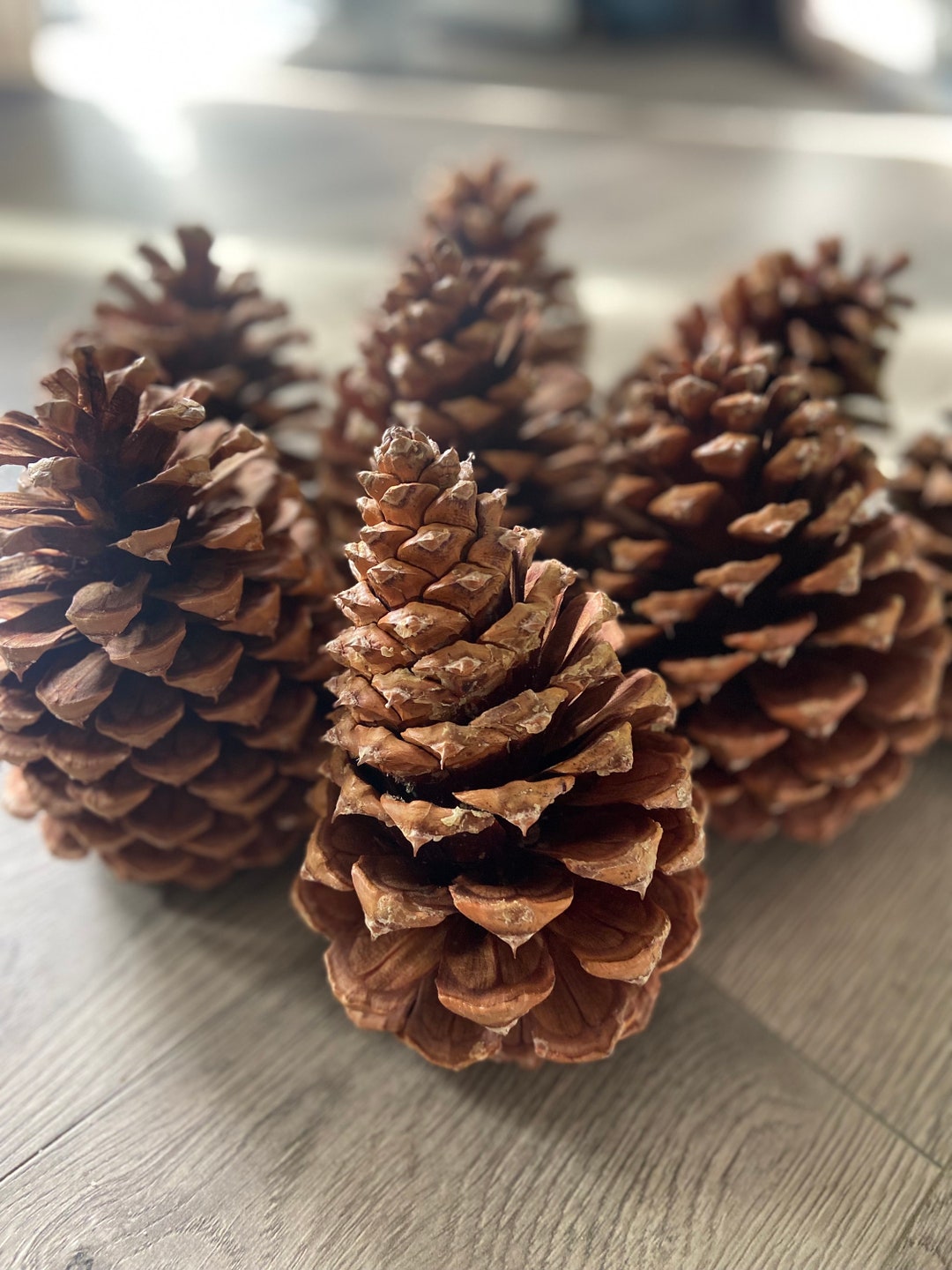 Western Yellow Pine Cones Large Clean 8 Count - Etsy