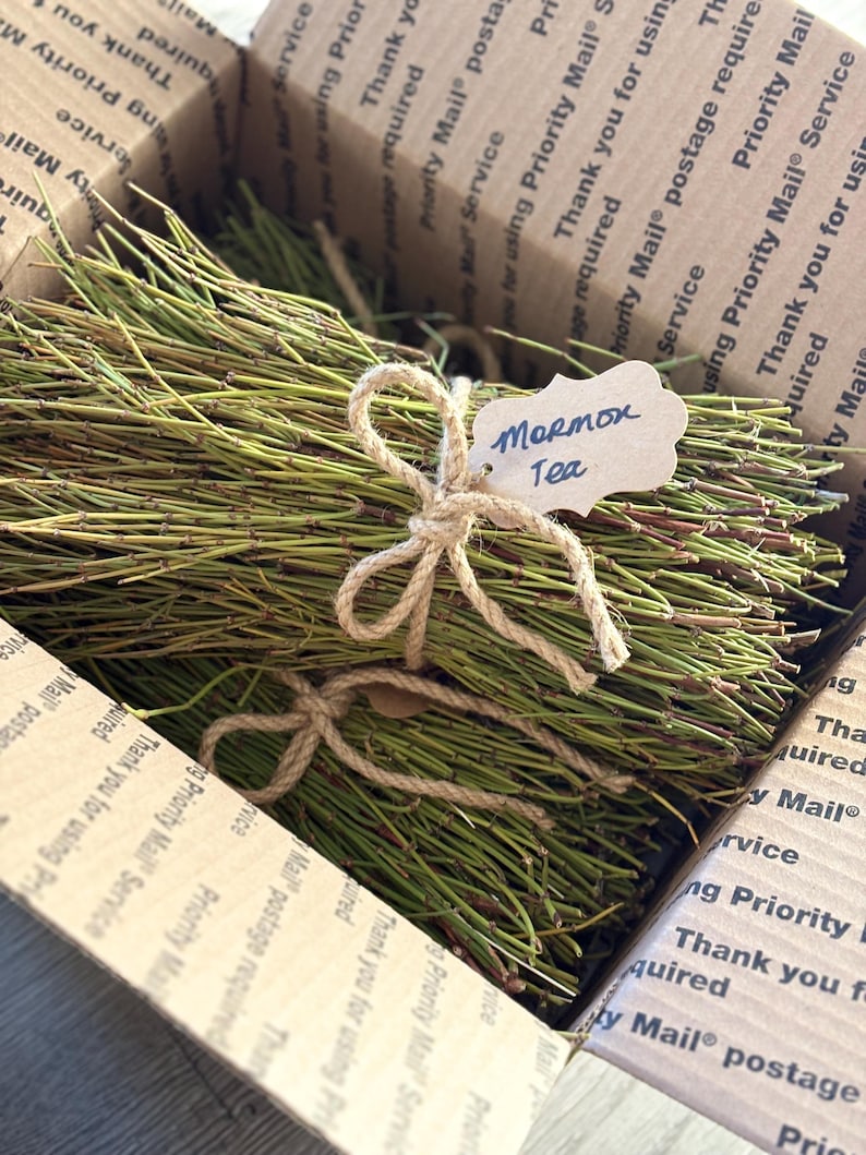 8 Oz Fresh Cut Organic Mormon Tea: Wild-foraged California Mojave ...
