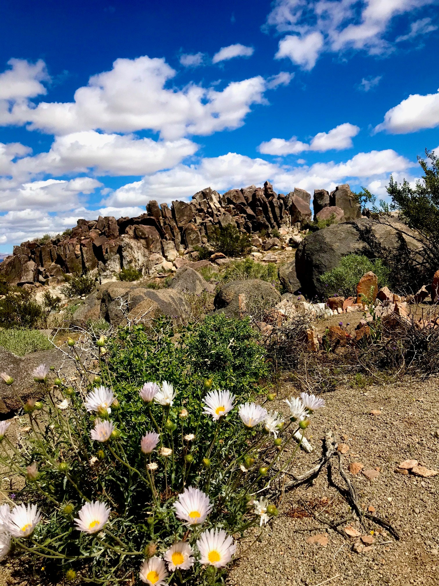 6oz Creosote Bush, Chaparral Bundle creosote Larrea Tridentata 4-6 ...