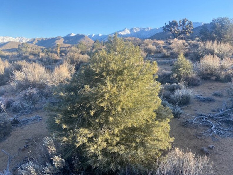 1 Lb Fresh Cut Organic Single-leaf Pinyon Pine – Wild Foraged Mojave ...