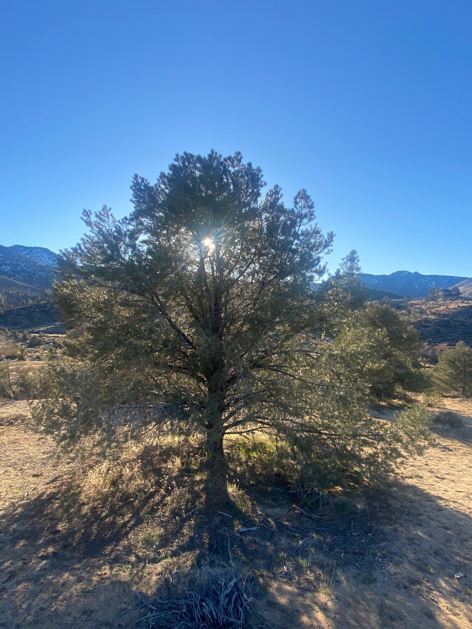 1 Lb Fresh Cut Organic Single-leaf Pinyon Pine – Wild Foraged Mojave ...