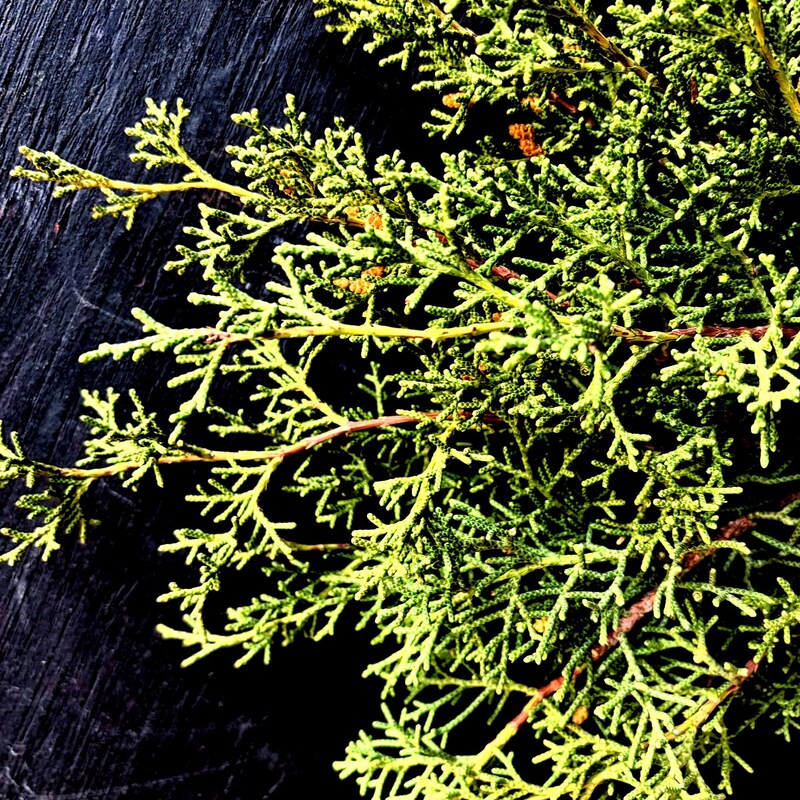 Juniper Home Decor - Etsy