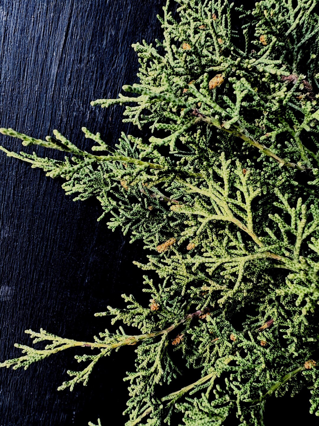 1 Lb Fresh Cut Organic California Juniper, Wild Foraged Mojave Desert ...