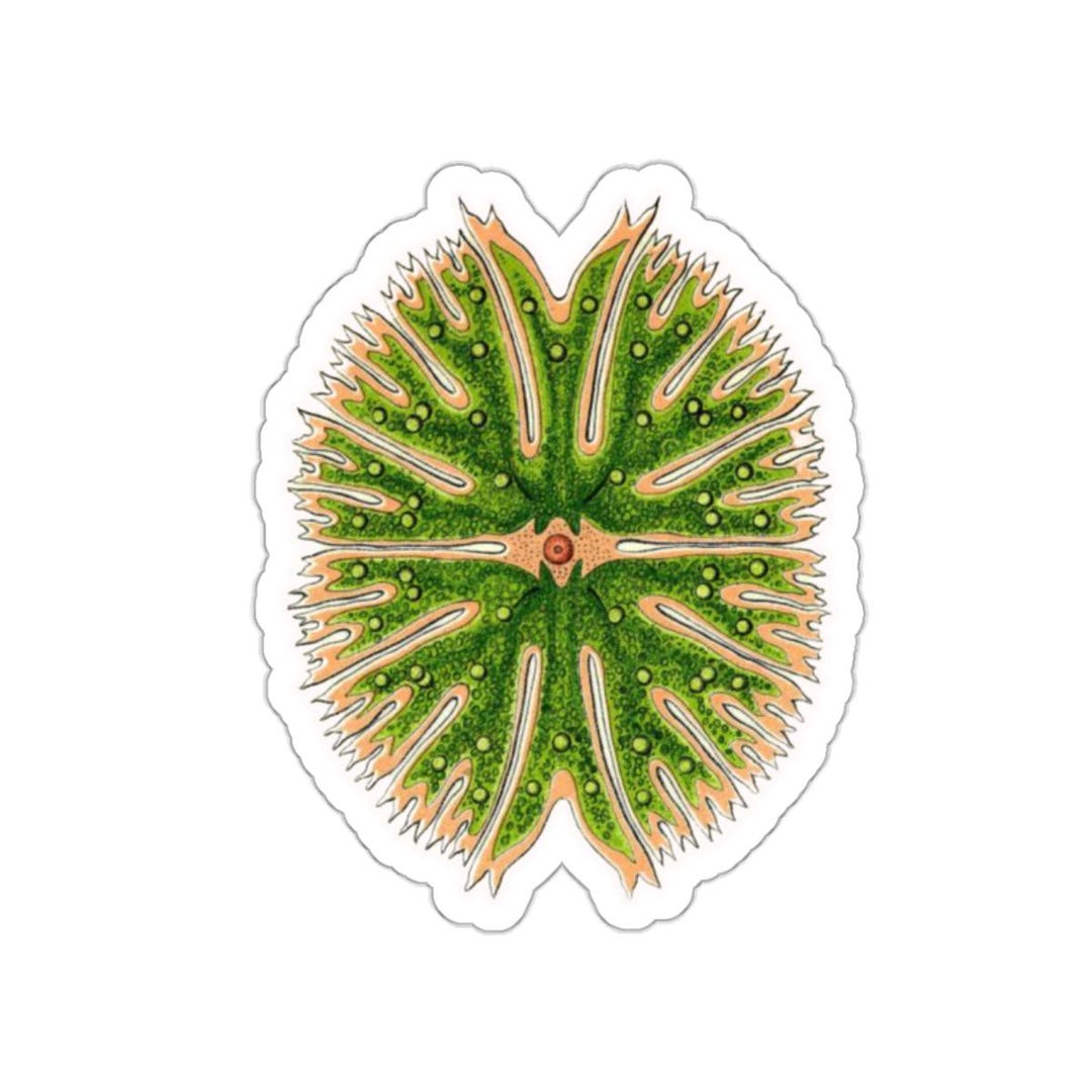 Haeckel Desmid Stickers, Green Algae Art, Botanical Decals, Laptop ...