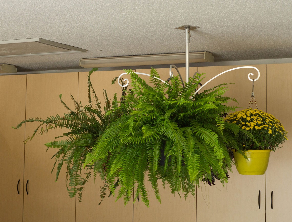 3-in-1 Plant Tree Combo - Complete Kit - Etsy