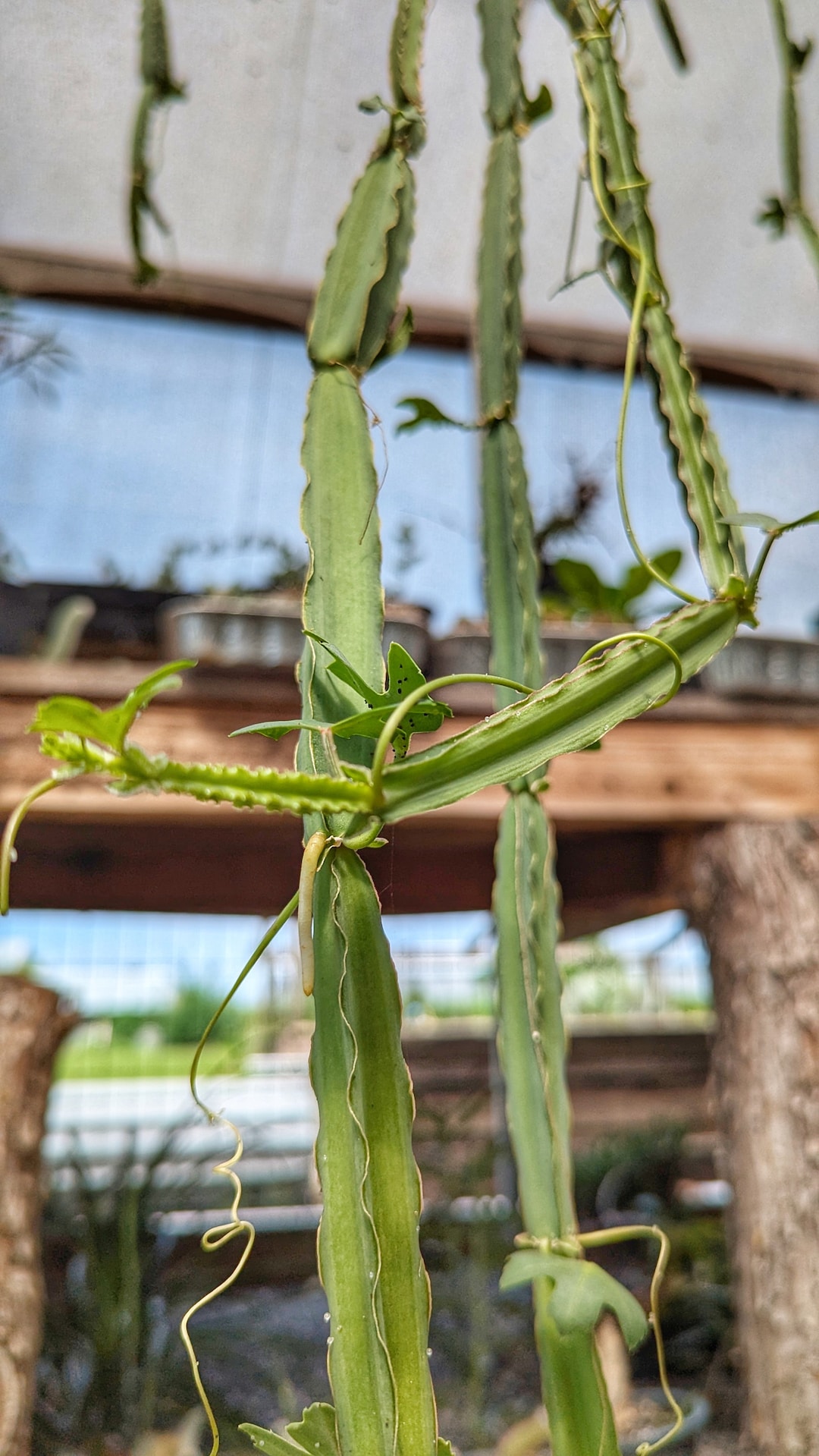 Cucumber Cactus, Cissus Cactiformis Similar to Quadrangularis Succulent ...
