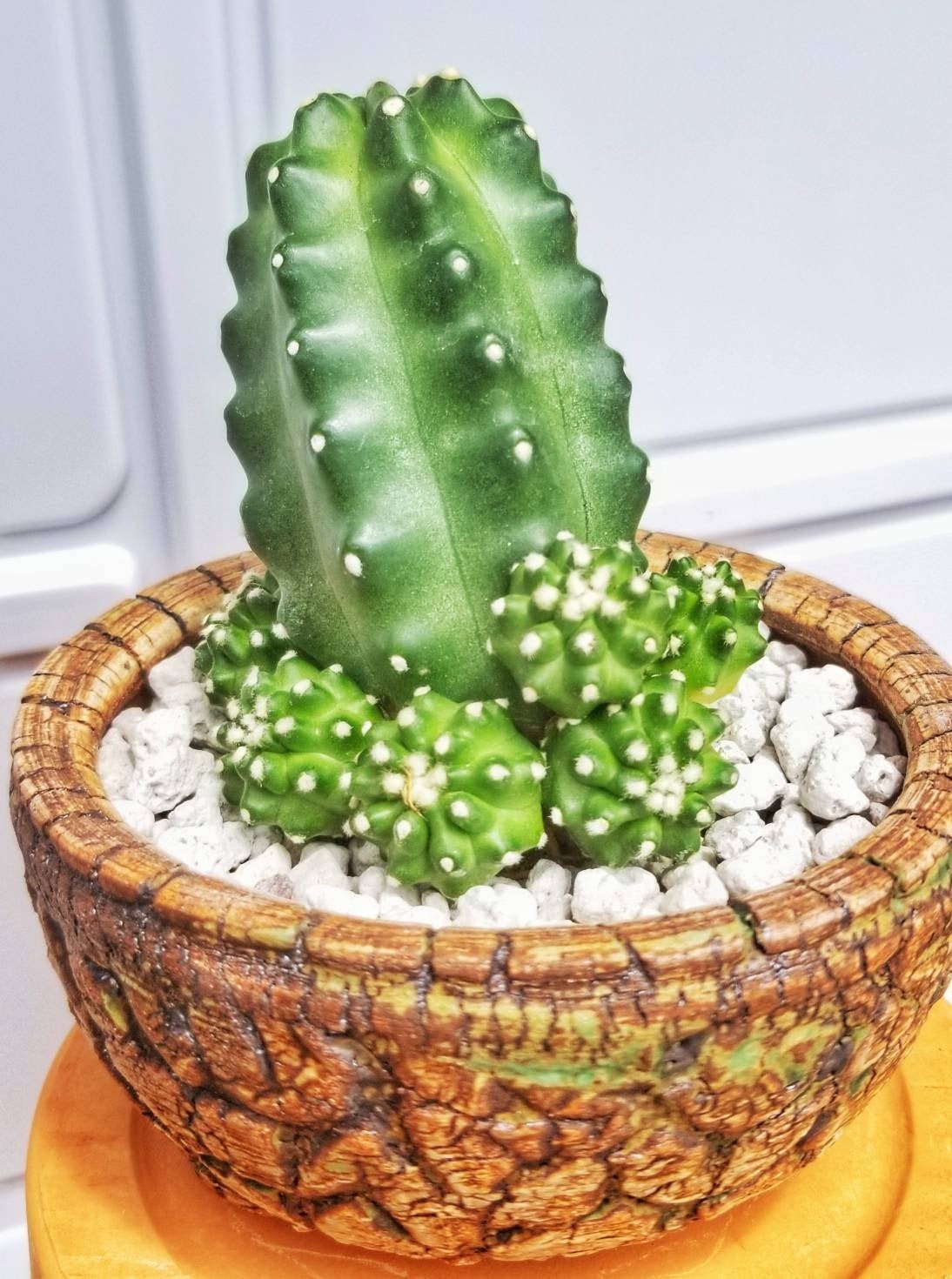 Spineless Hedgehog Cactus