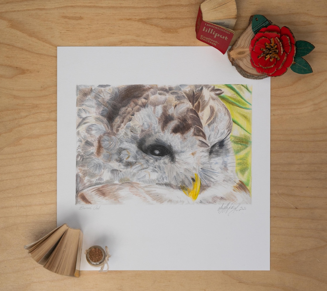 Barred Owl Original Coloured Pencil Drawing – 9.5x9 Inches, Detailed ...