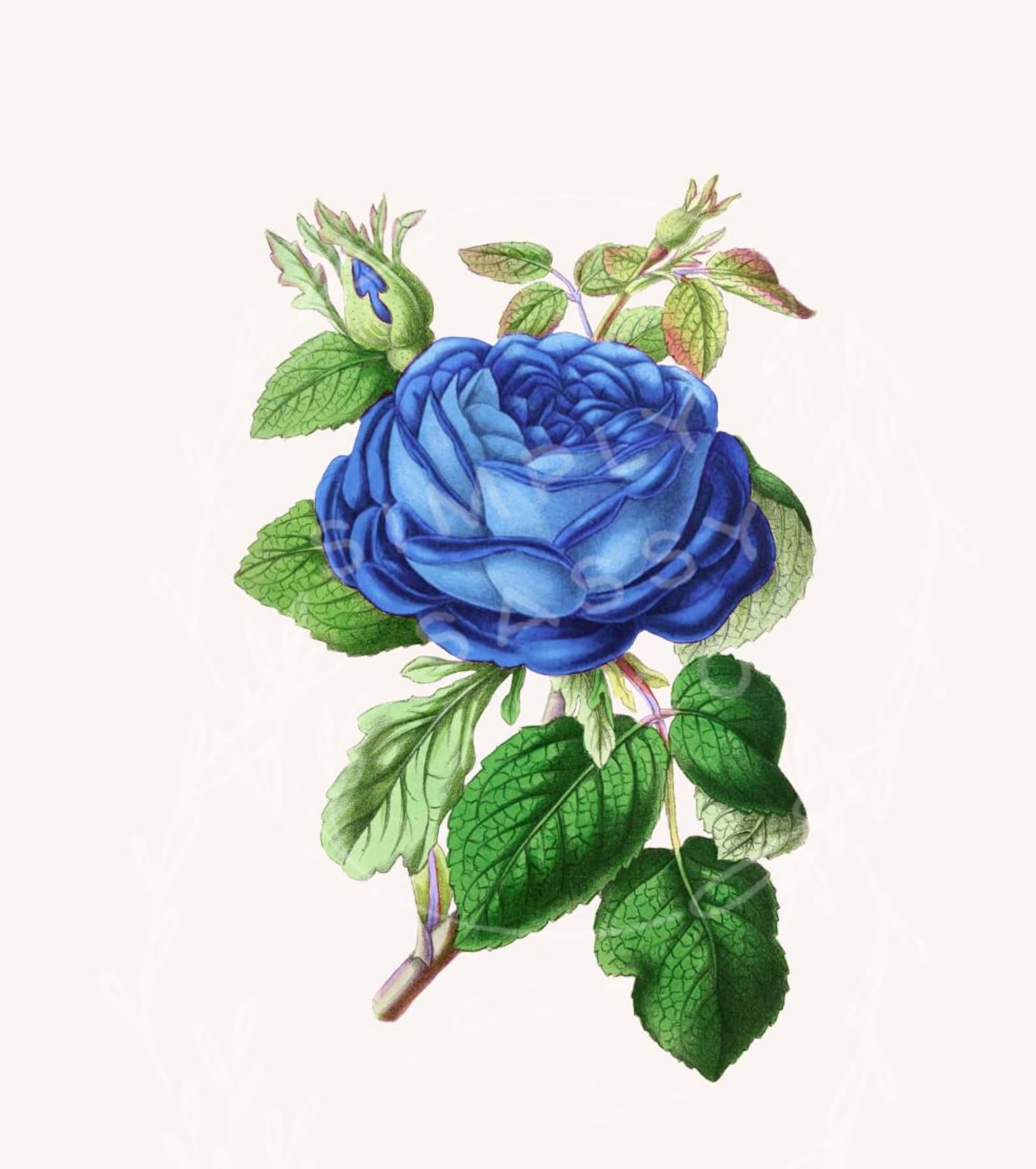 Blue Rose Watercolor Clipart, Watercolor Rose Clipart, Instant Download ...