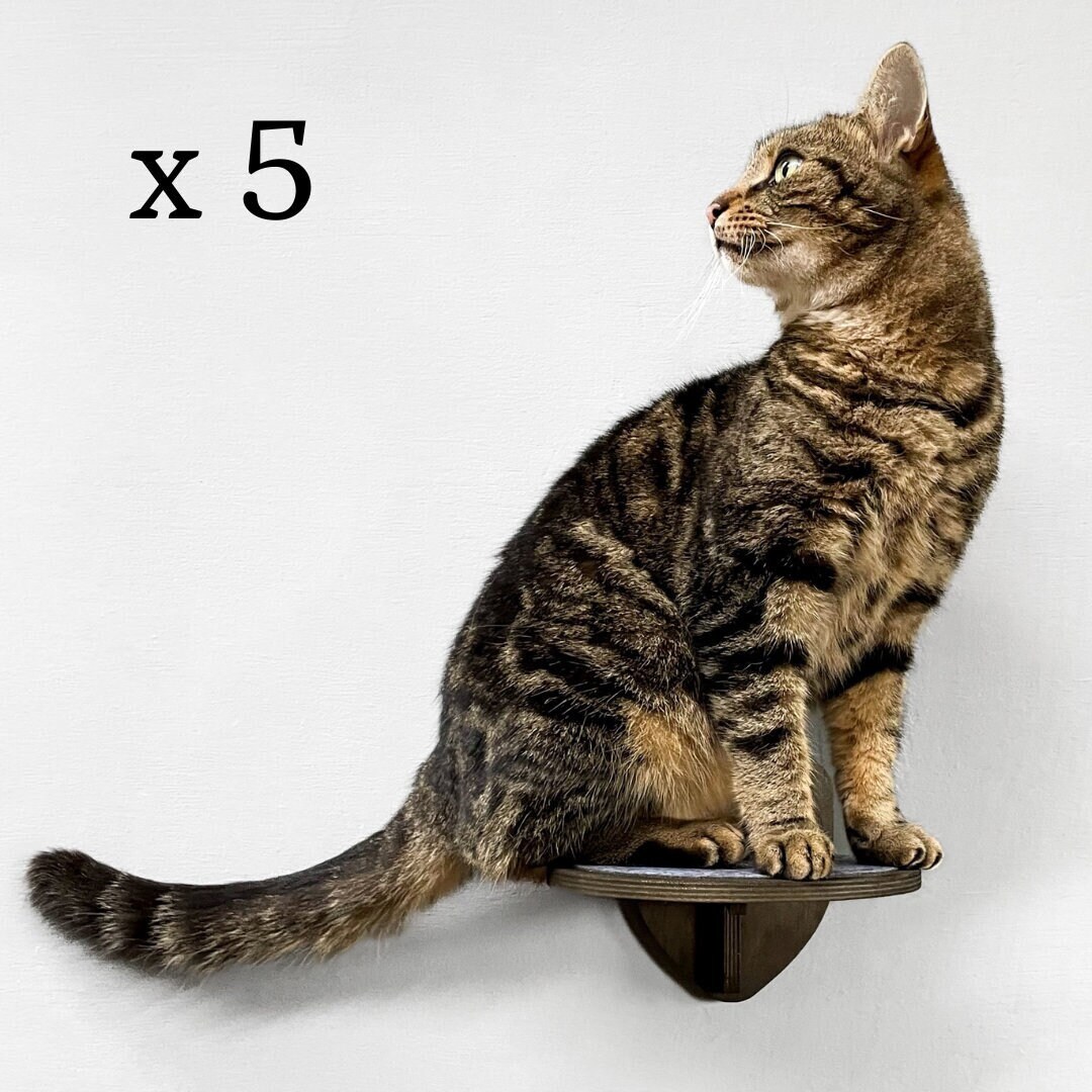 5 X Wooden Cat Climbing Steps Set for Wall | Cat Shelves / Platforms ...