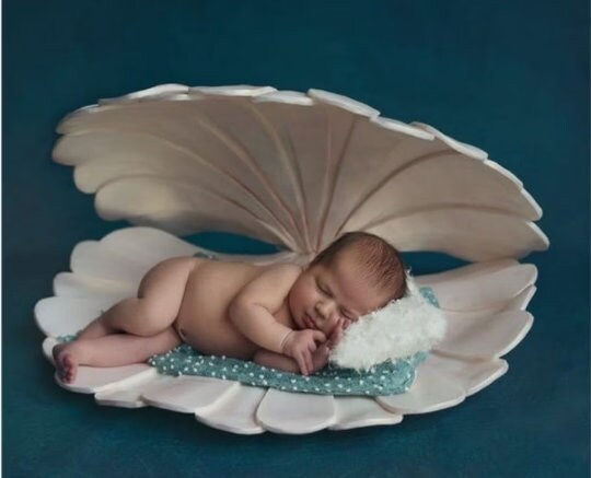 Baby Shell for Newborn Photo Shoots-newborn Photo Props-giant - Etsy