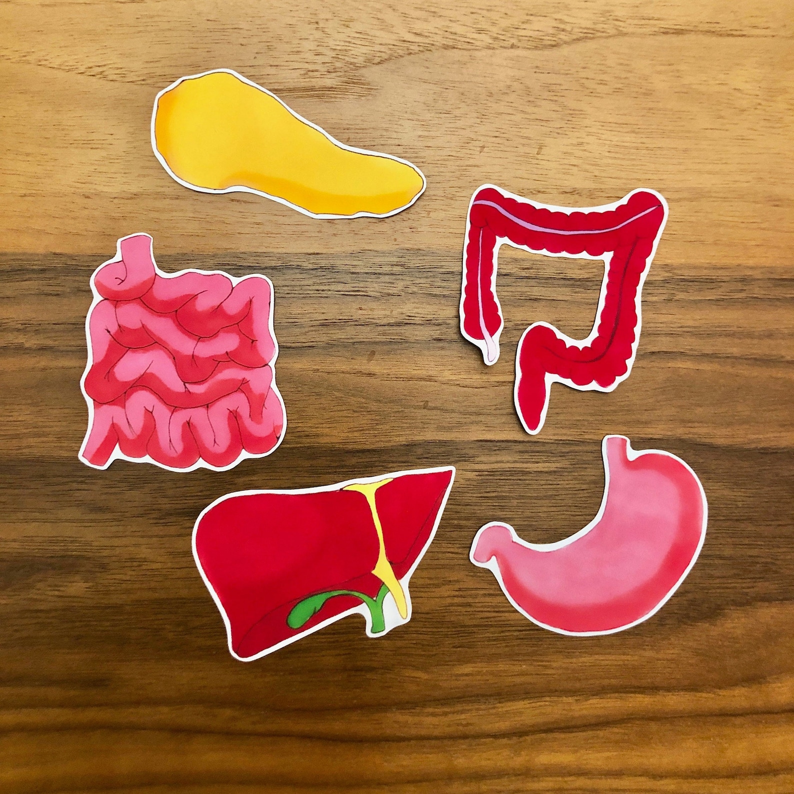 Digestive System Anatomy and Organs Sticker Pack | Etsy