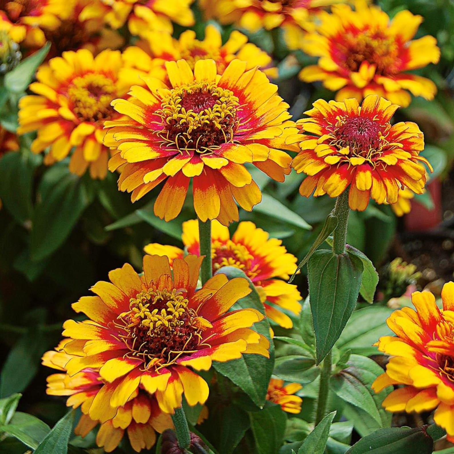 50 Semillas Orgánicas Zinnia SOMBRERO Zinnia Pink Zinnie Samen - Etsy ...