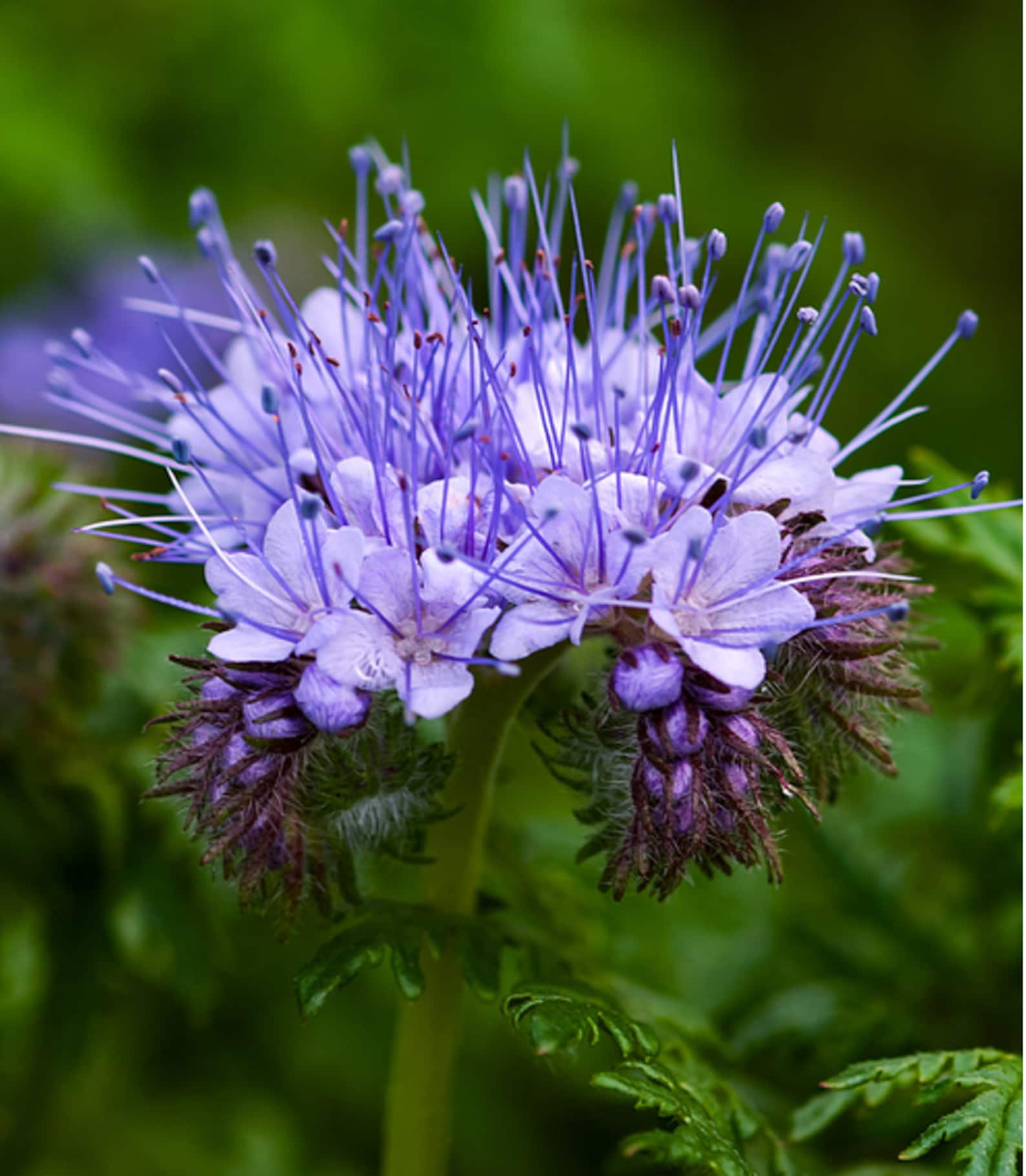 5000 Phacelia Tanacetifolia Seeds for Pollinators and Bees - Etsy