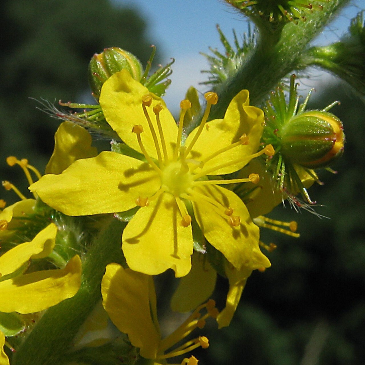 100 Agrimony Seeds Agrimonia Eupatoria Samen Hierba medicinal - Etsy España