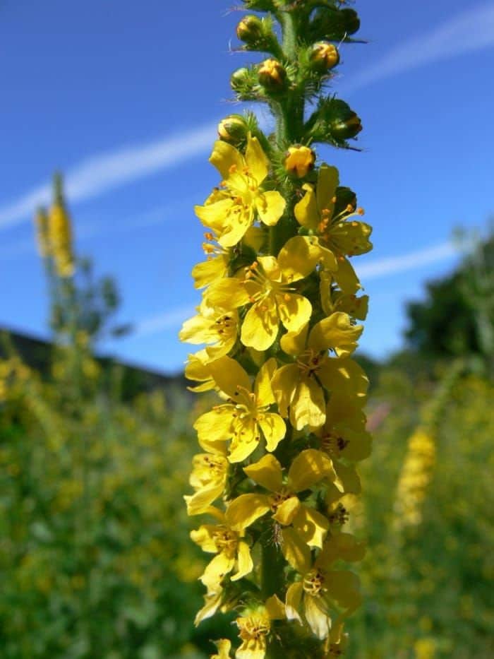 100 Agrimony Seeds Agrimonia Eupatoria Samen Hierba medicinal - Etsy España