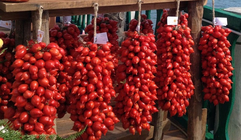 50 Seeds PIENNOLO Del Vesuvio Original Italian Heirloom Tomato - Etsy