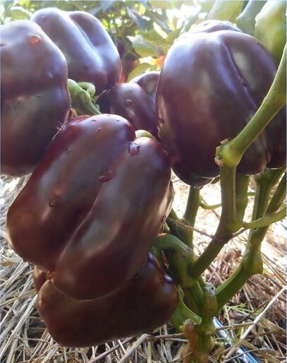 Craft Supplies & Tools SALE 50 Organic INGRID Sweet Black Bell Pepper ...
