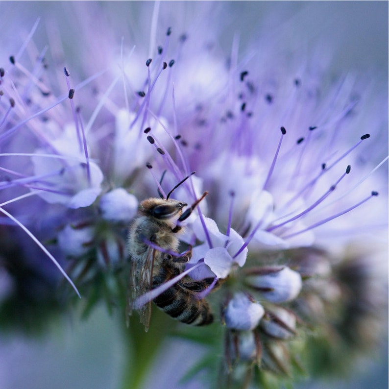 5000 Phacelia Tanacetifolia Seeds for Pollinators and Bees - Etsy