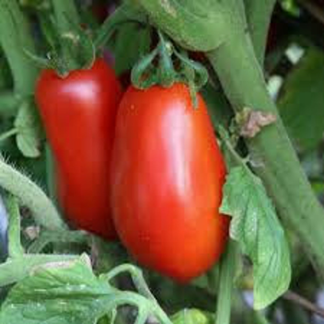 50 Organic ROMA Tomato Seeds Tomato Italian Heirloom Roma | Etsy