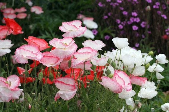 1000 Poppy FALLING IN LOVE Seeds Klatschmohn Mohn Samen Semi | Etsy