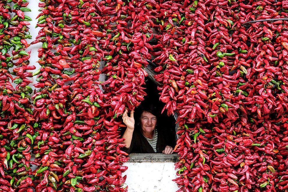 100 Samen 100% Original Ungarisches Süßes Gewürz Paprika | Etsy