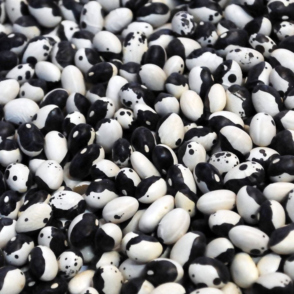 25 YIN YANG Beans Seeds Ying Yang Calypso Jing Jang Bohnen - Etsy Australia