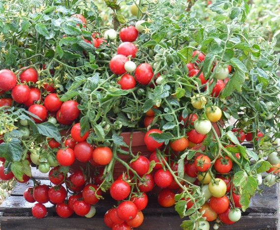 Patio Tomato