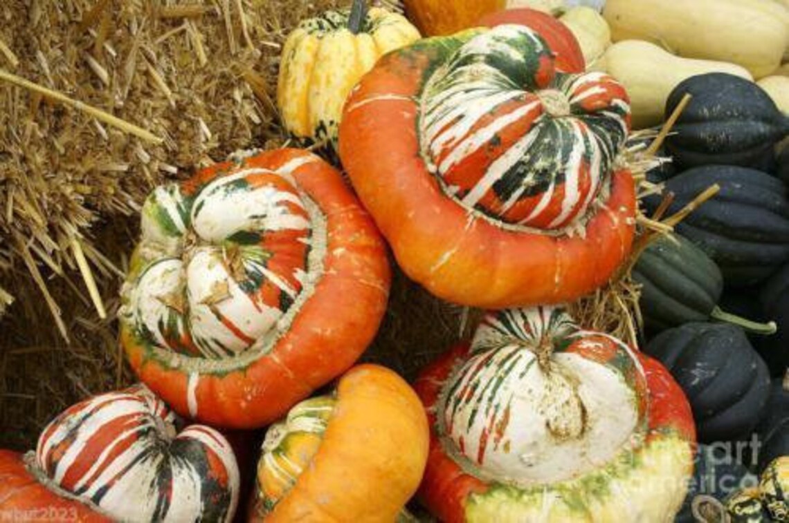 20 Organic TURKS TURBAN GOURD Seeds Popular and Very - Etsy Sweden