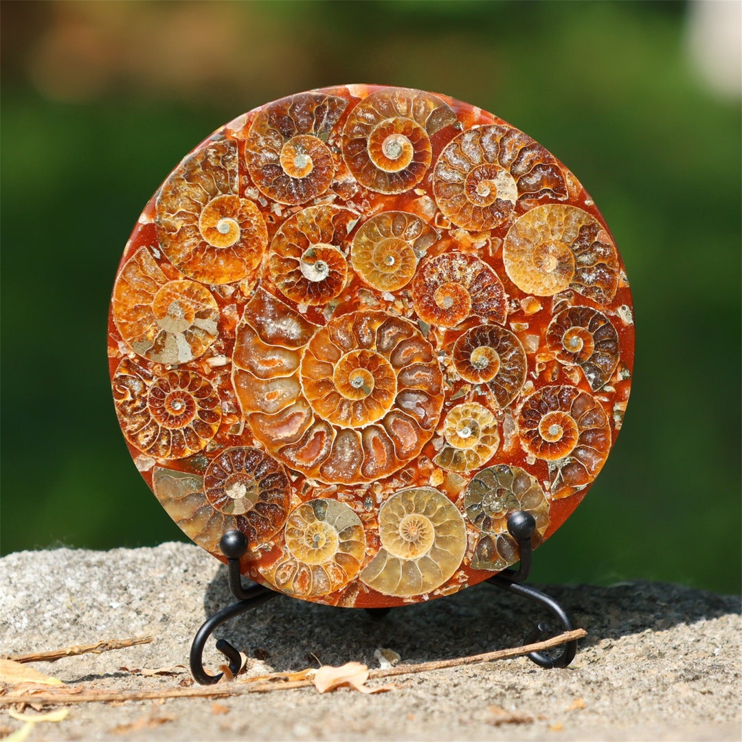 4.3inches Natural Ammonite Fossil Shell Disk,conch Home Decor，ammonite ...