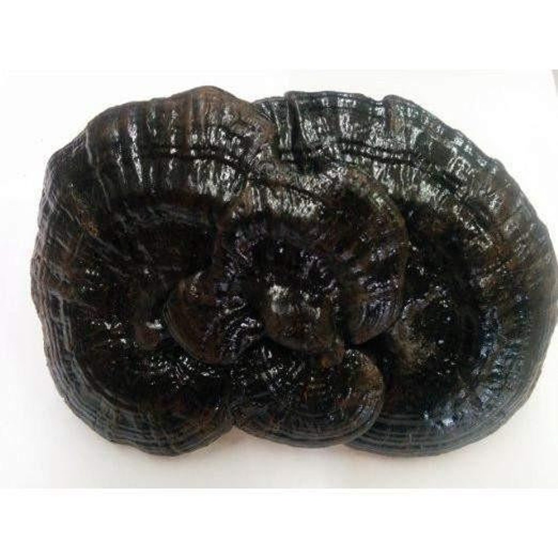Wild Black Reishi (1 Lb) Ganoderma Lucidum - Etsy