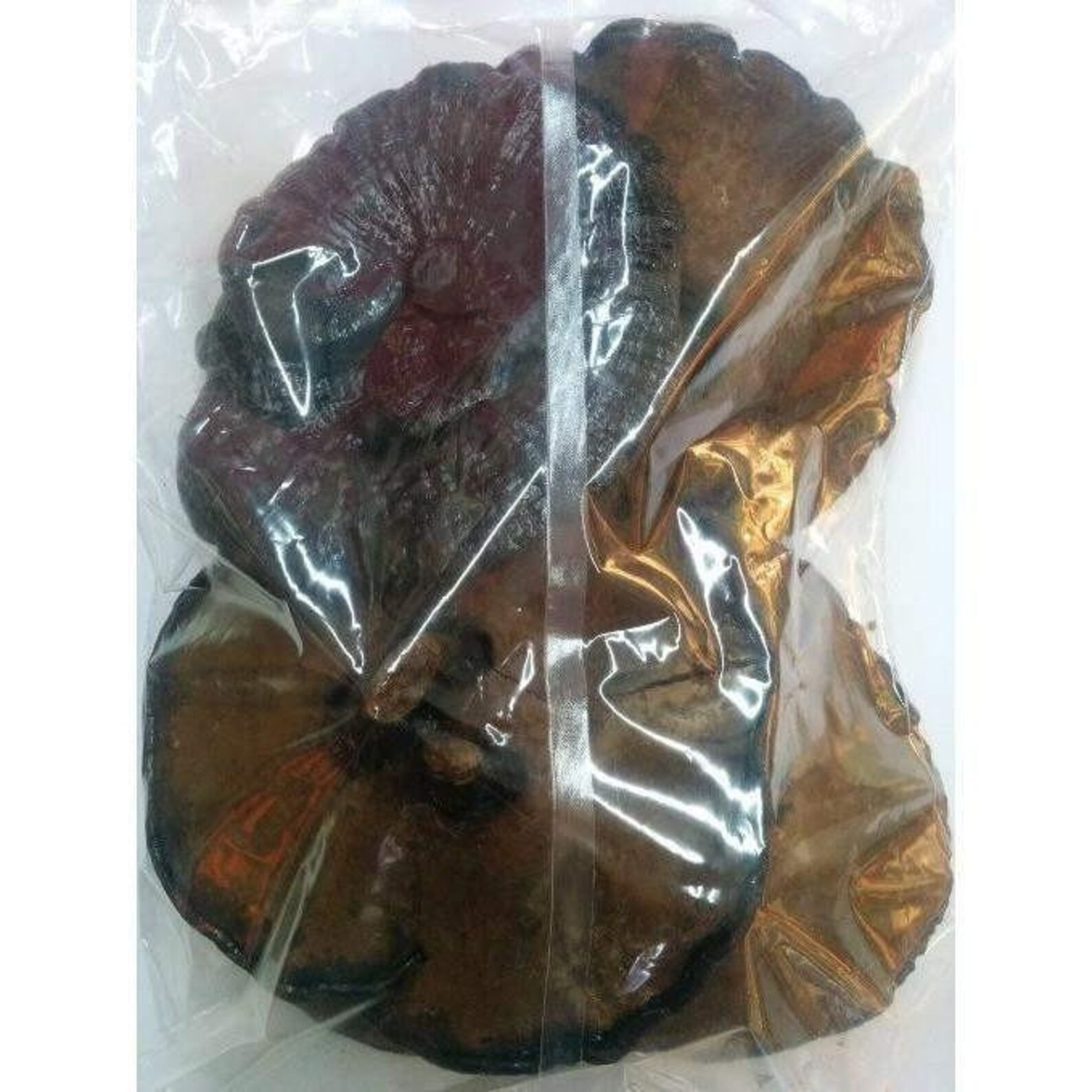 Wild Black Reishi (1 Lb) Ganoderma Lucidum - Etsy