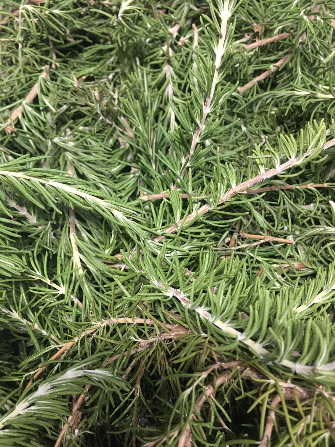 Dried Rosemary Stems - Please Read Description. - Etsy