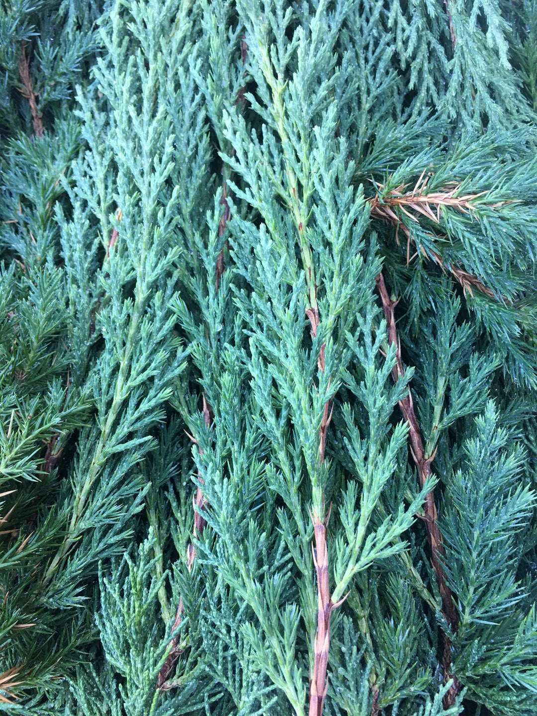 Dried Juniper Stems/tips/pieces - Etsy