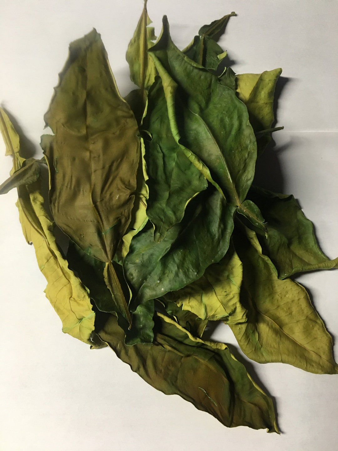 Dried Pomelo Tree Leaves - Etsy