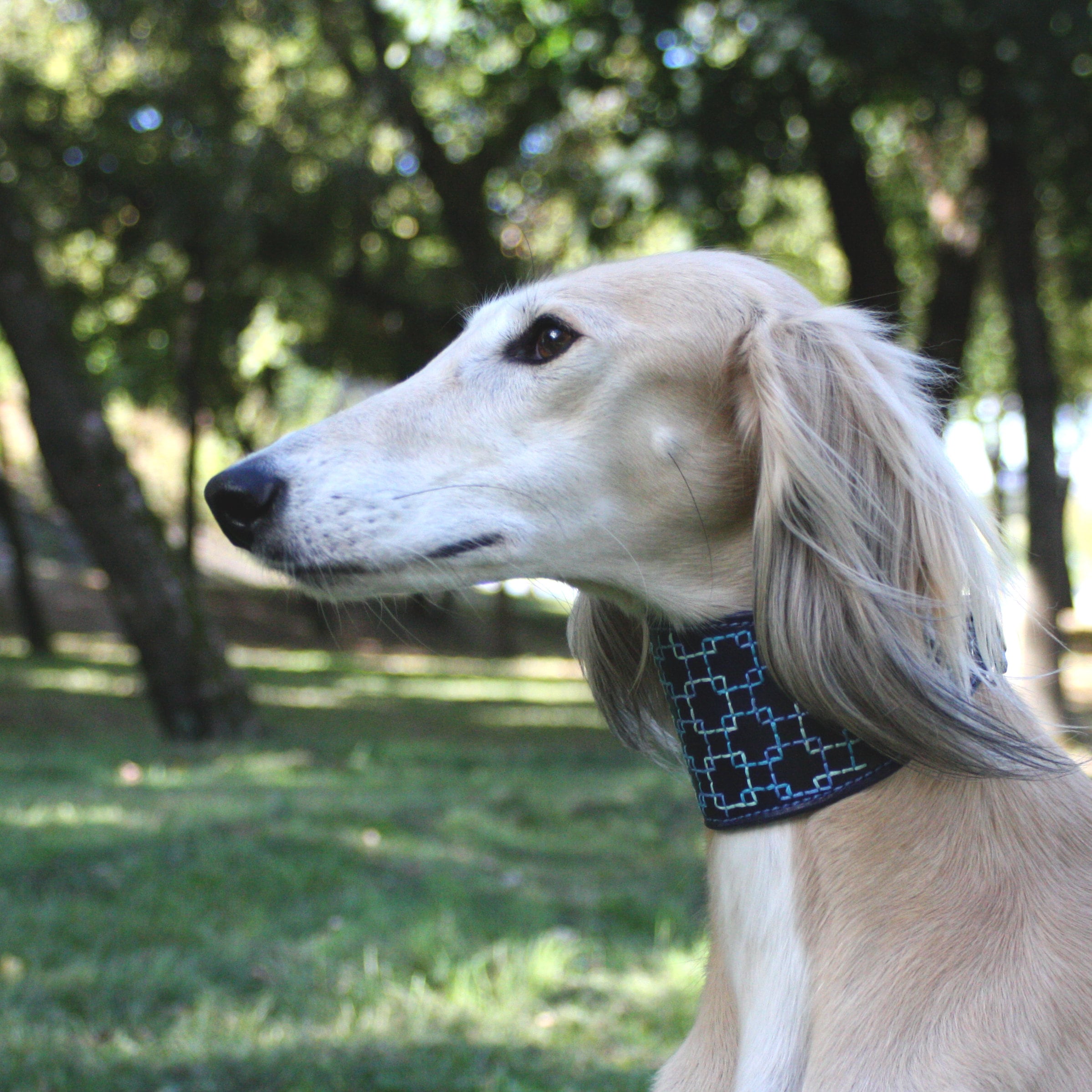 Does A Saluki Need A Collar