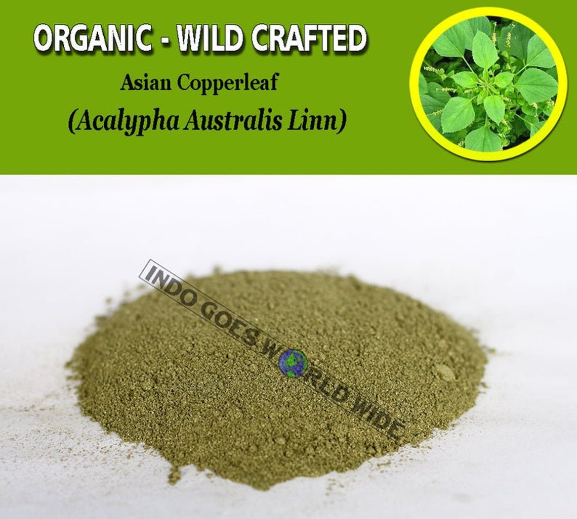 POWDER Asian Copperleaf Acalypha Australis Organic WildCrafted | Etsy