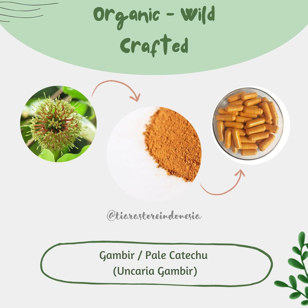 POWDER / Capsules Gambir Pale Catechu Uncaria Gambir Organic Wildcrafted Fresh Natural Herbs ...
