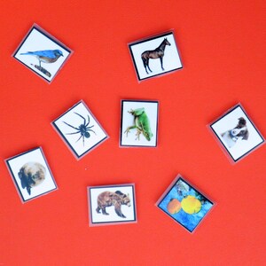 Animals and Homes Matching Activity, Who Lives Here With Real ...