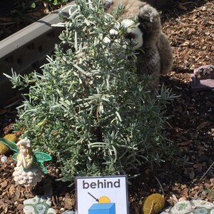 What's Behind the Tree Interactive Book for Preposition BEHIND ...