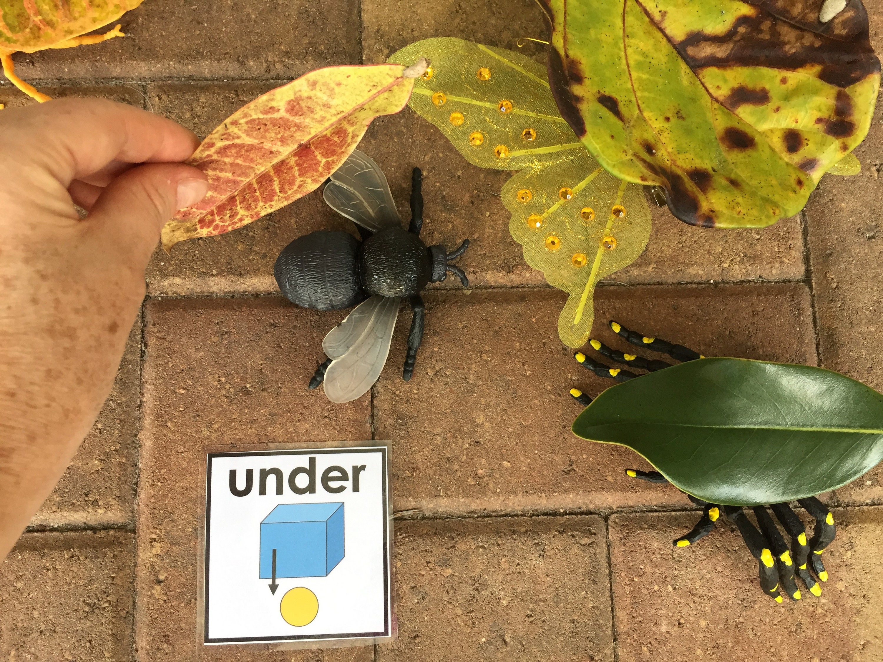 Bugs & Insects Interactive Flap Book: Preposition "under", Sentence ...