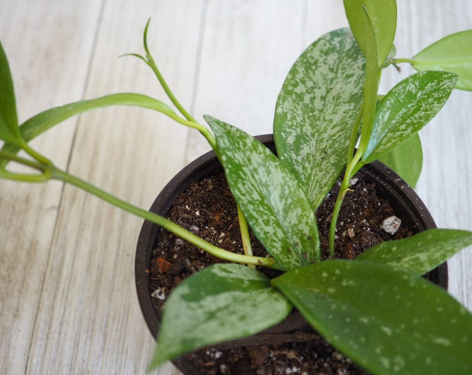 Hoya Pubicalyx | Hoya Silver Splash - Etsy