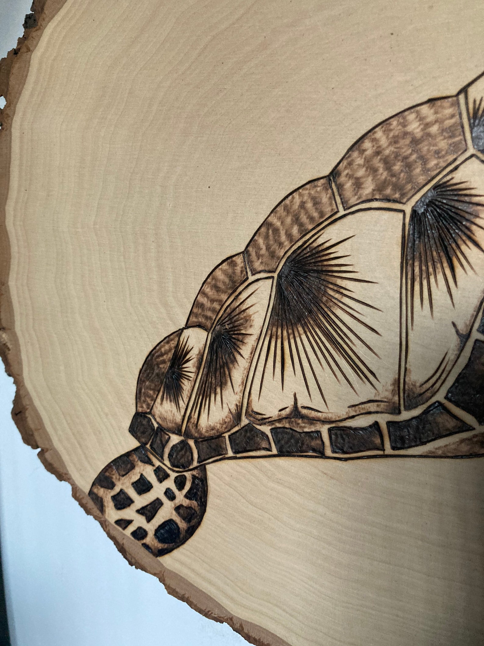 Sea Turtle Wall Art, Finding Nemo Wall Art, Sea Turtle Gifts, Turtle ...