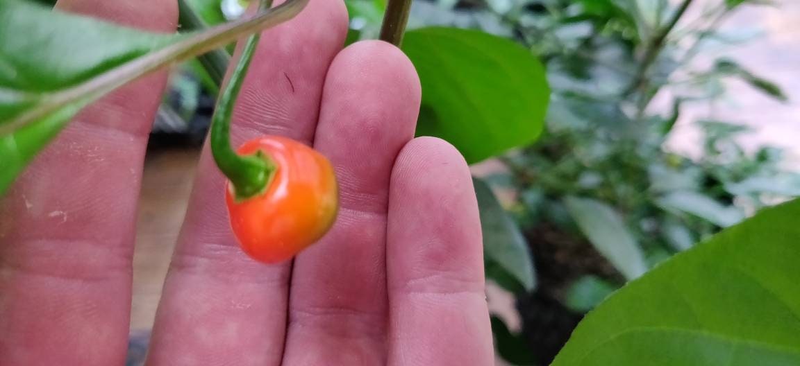 10 Turkish Pepper Seeds (open Pollinated) - Etsy